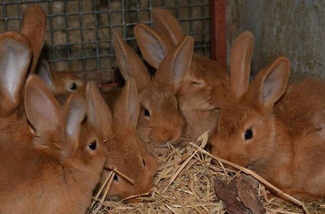 Azərbaycanda dovşan ətinin alıcıları kimlərdir? – VİDEO | KONKRET